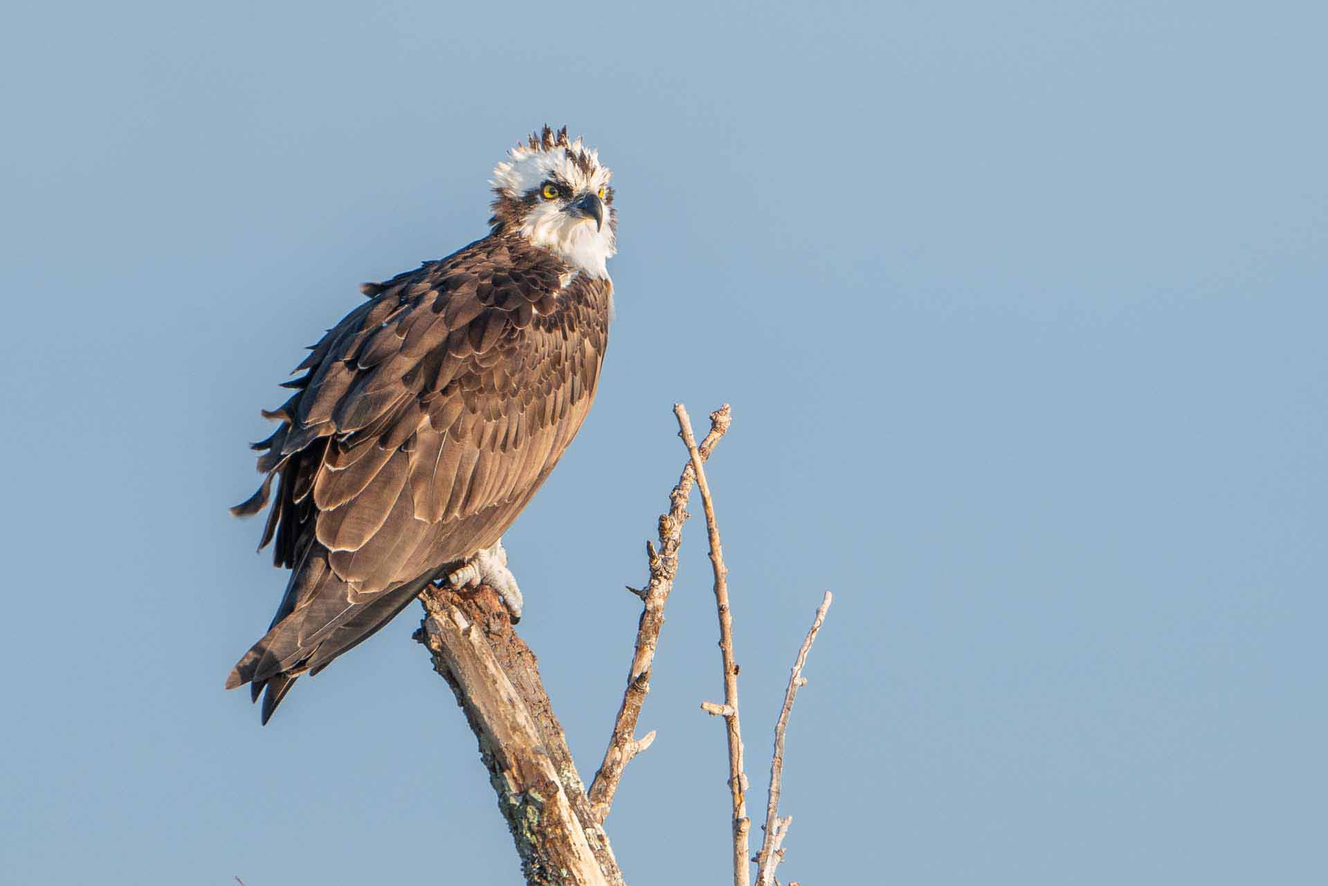 Florida Keys Wild Bird Center - Largo Resort
